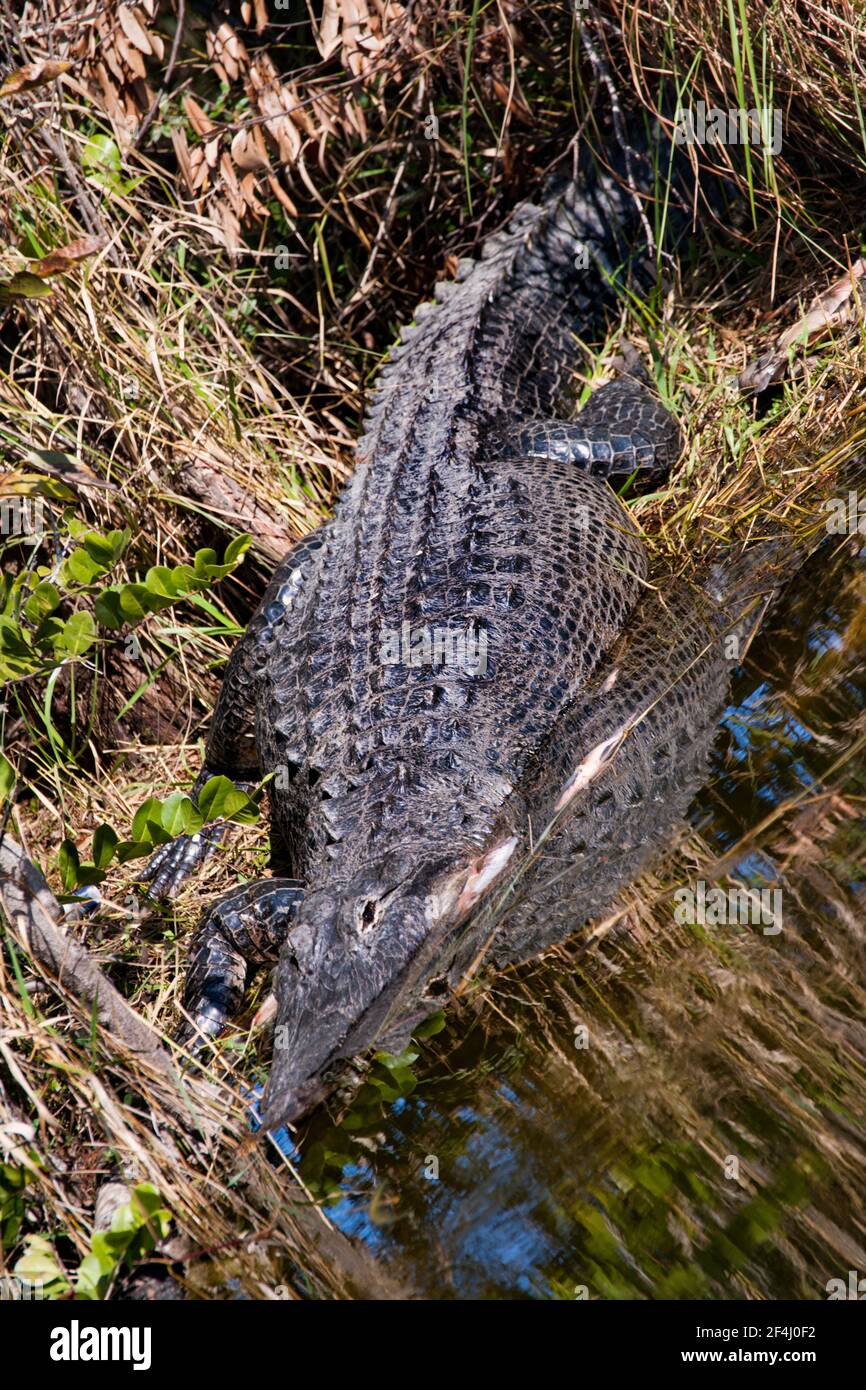 An alligator lies stuffed from an unusual winter fish kill by a canal ...