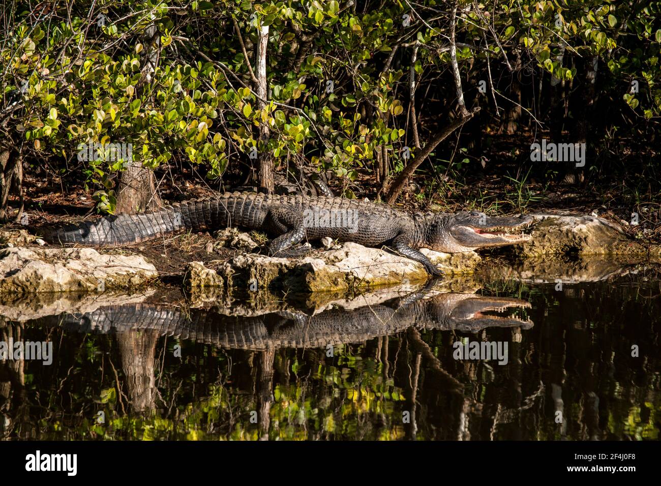 An open mouthed alligator lies on a bank off the Turner River Road of ...