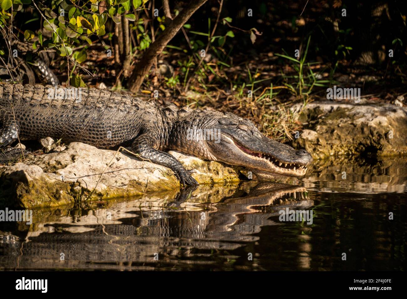 An open mouthed alligator lies on a bank off the Turner River Road of ...