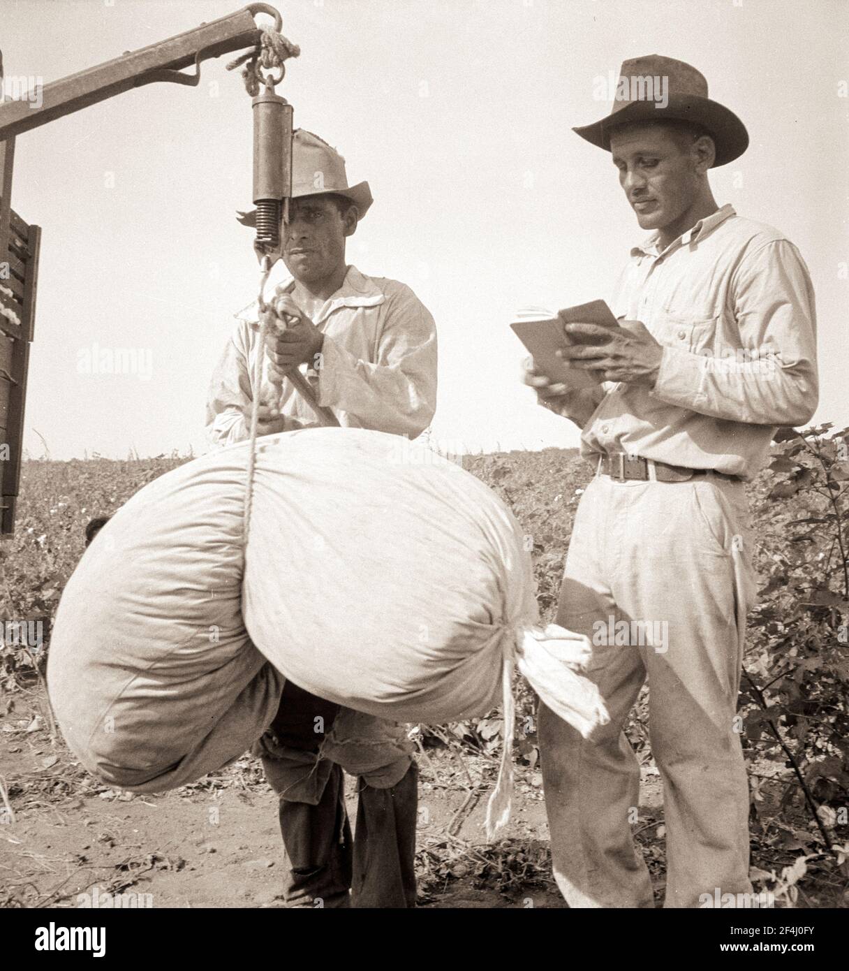 Cotton weighing near Robstown, Texas. August 1936. Photograph by ...
