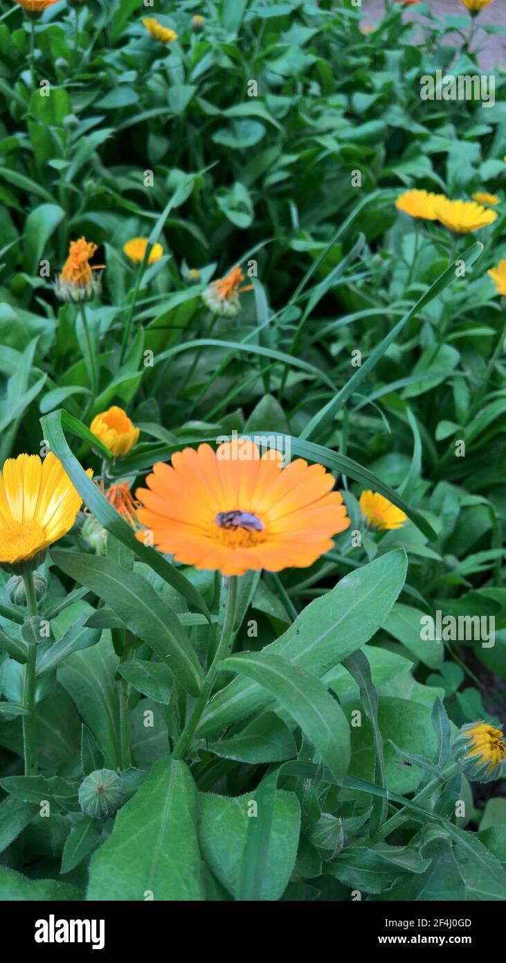 closeup photo of beautiful yellow folwer in the garden Stock Photo - Alamy