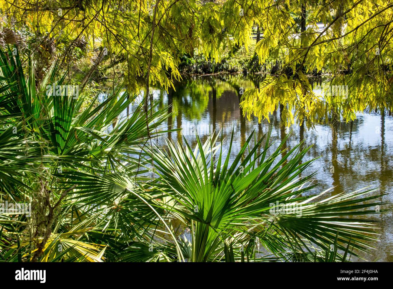 Everglades slough outside the Ah-Tah-Thi-Ki Museum of the Seminole ...