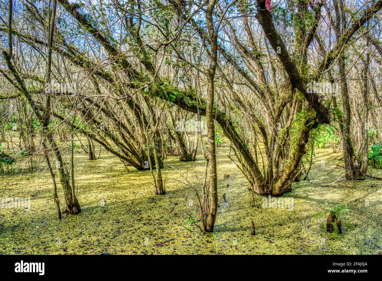 Algae covered water surrounds trees and plants growing off the ...