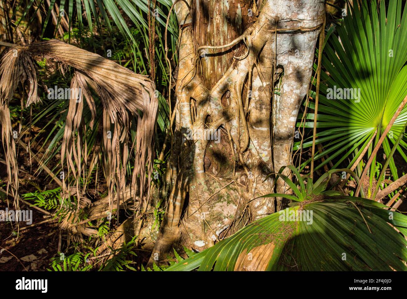 A Strangler Fig wraps around another tree off the Boardwalk at the Ah ...