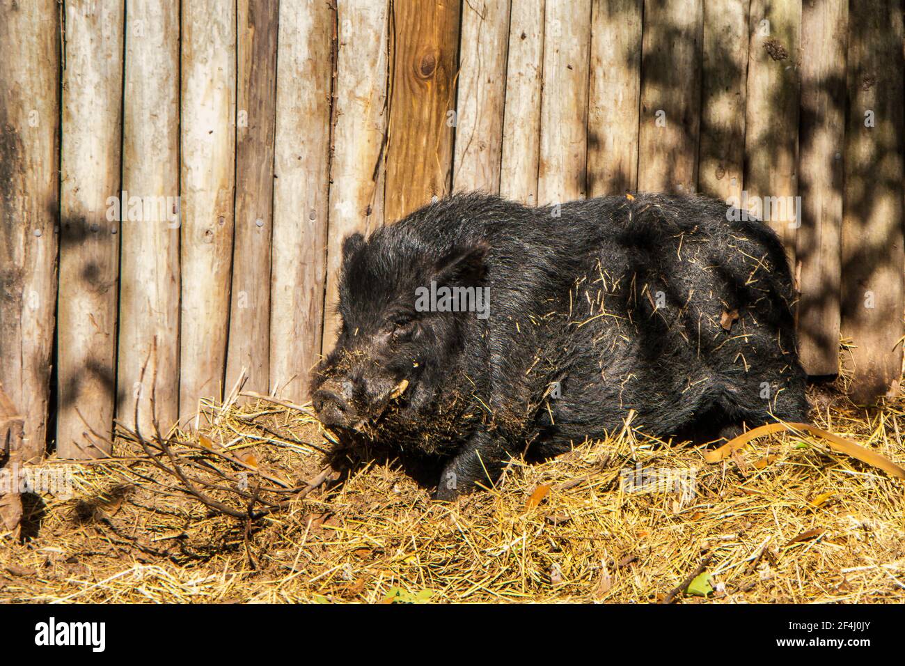 An Everglades wild boar on display at the entrance to the Seminole ...