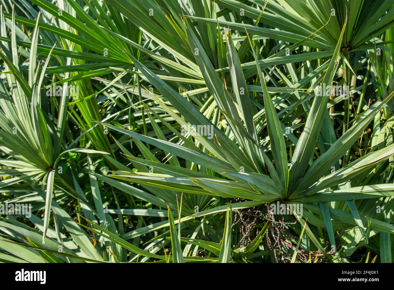 Palmetto Fronds High Resolution Stock Photography and Images - Alamy