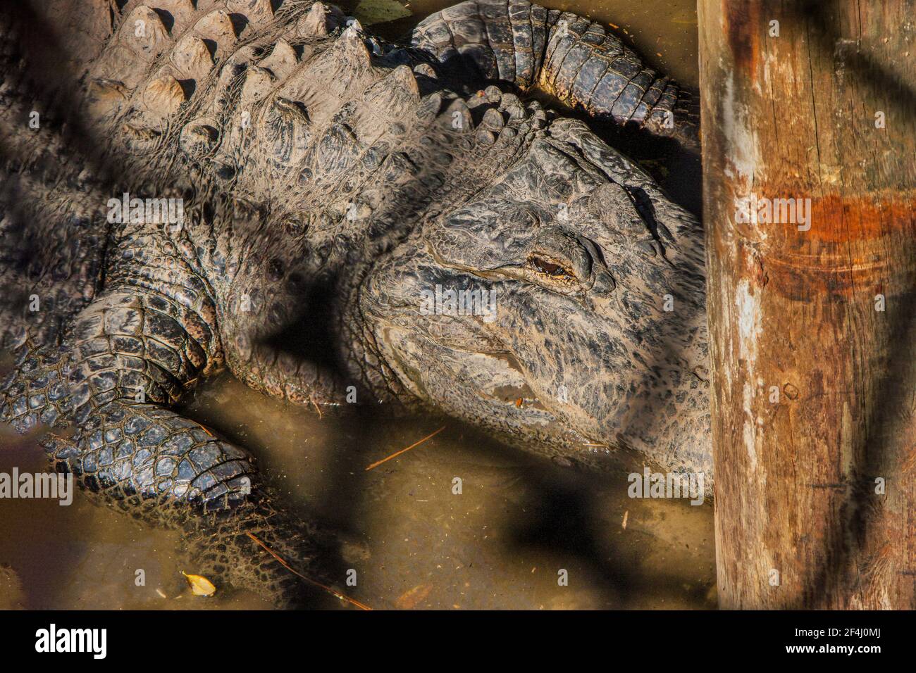 Closeup of a large alligator in a pen at the Seminole Tribe of Florida ...