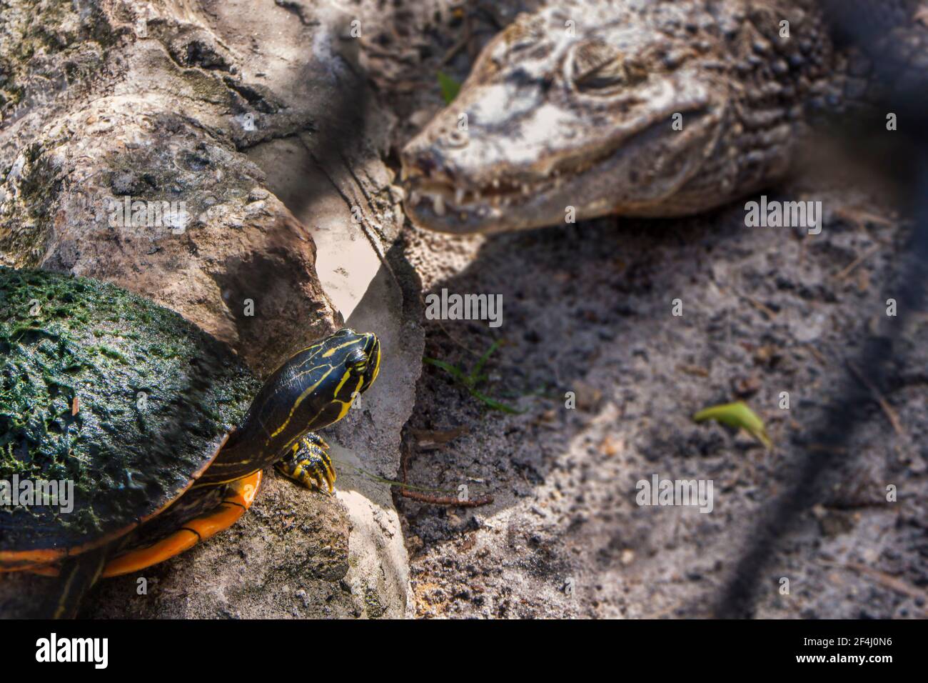 A Florida box turtle lies in the sun with a crocodile in the background ...