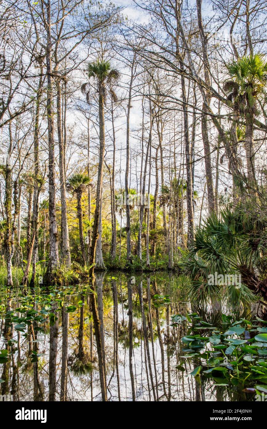 An Everglades waterway seen from an airboat near the Seminole Tribe of ...