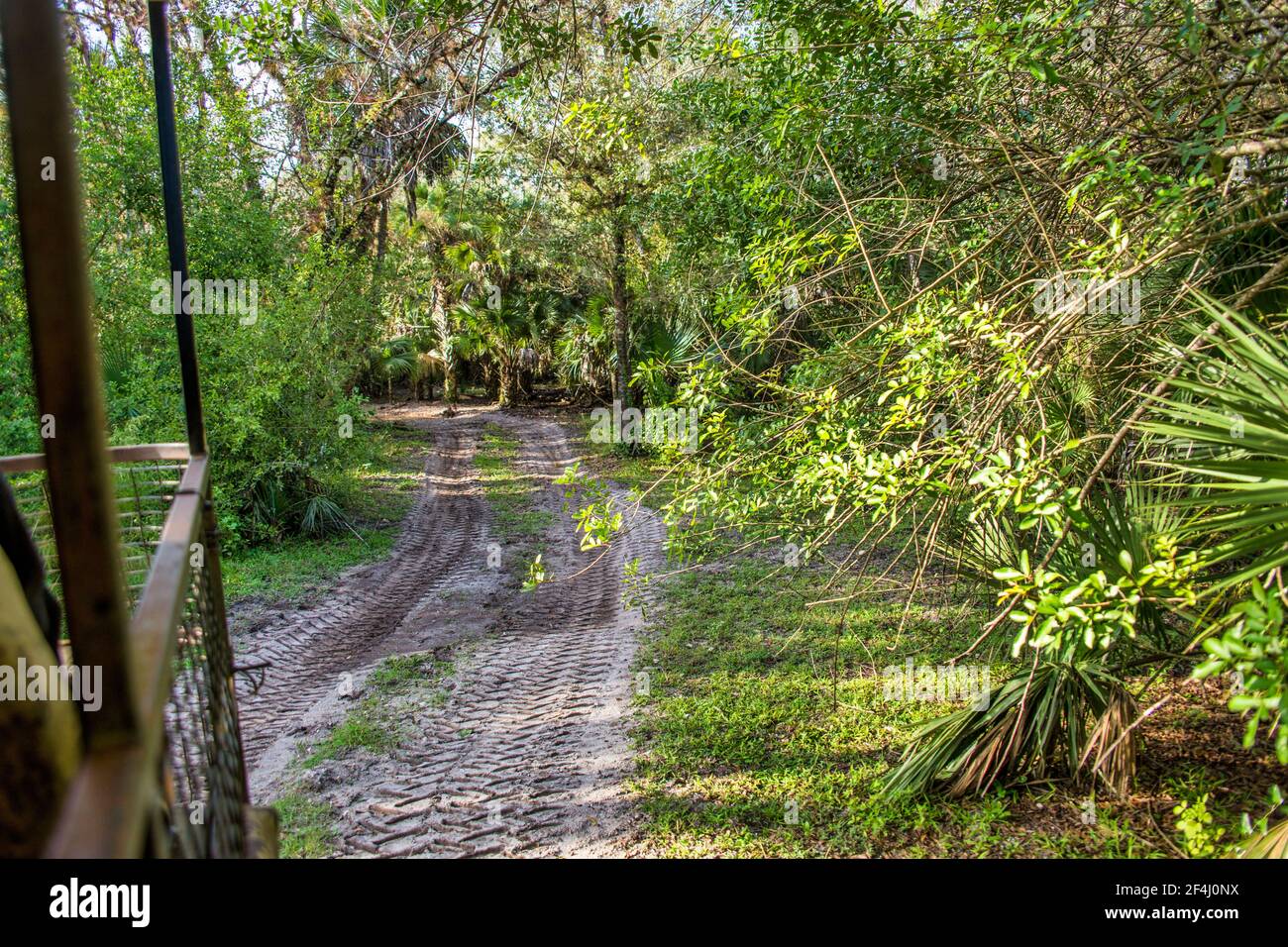 A swamp buggy ecotour goes up a dirt track in the Everglades near the ...