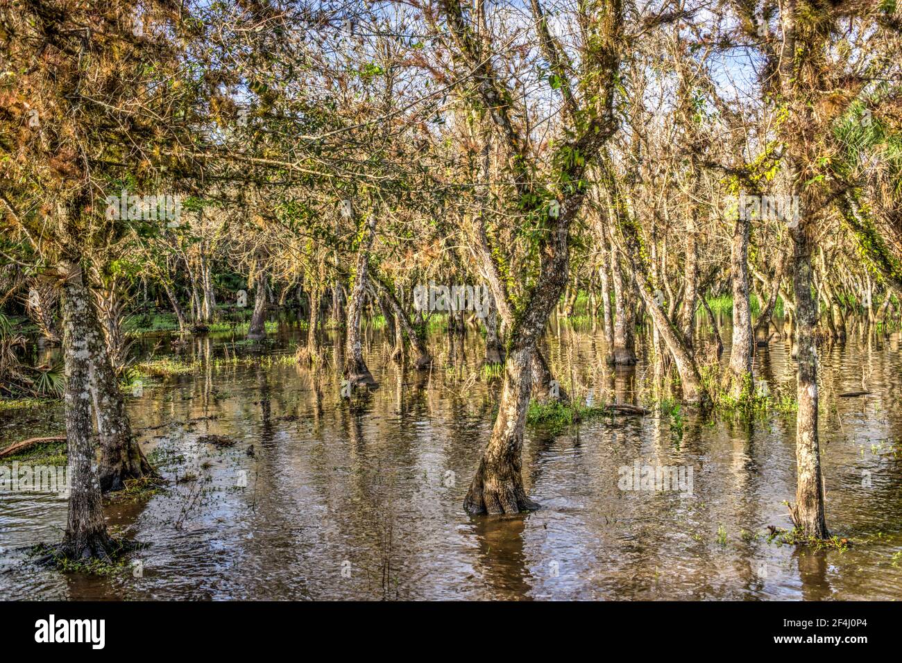 A swamp buggy ecotour passes through a marshy area in the Everglades ...