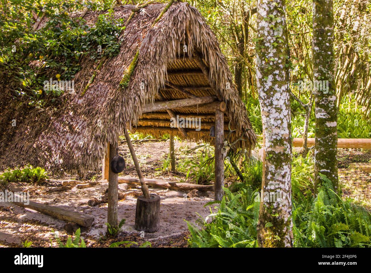 A swamp buggy ecotour passes a Seminole Chickee in the Everglades near ...