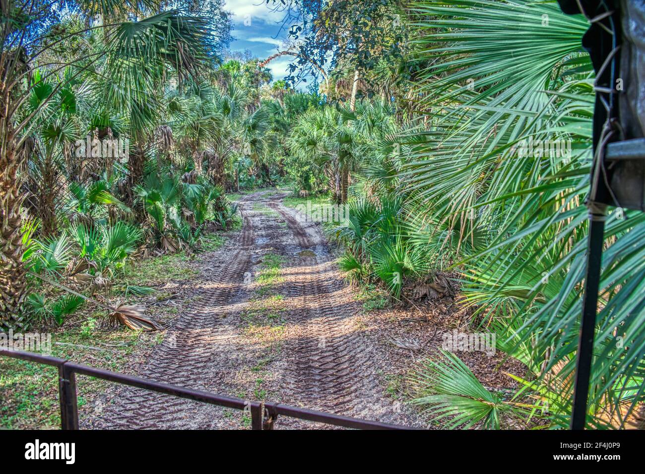 A swamp buggy ecotour goes up a dirt track in the Everglades near the ...