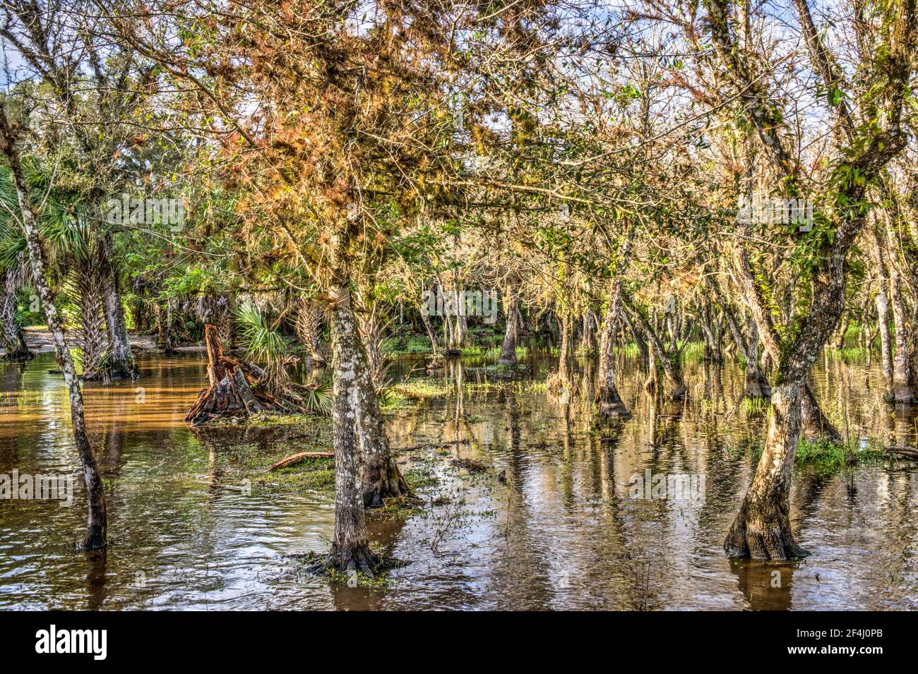 A swamp buggy ecotour passes through a marshy area in the Everglades ...