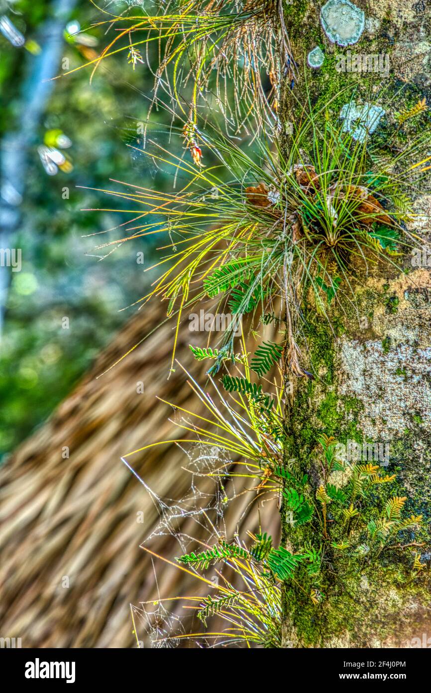 Air plants and ferns grow on a tree in a hammock in the Everglades near ...