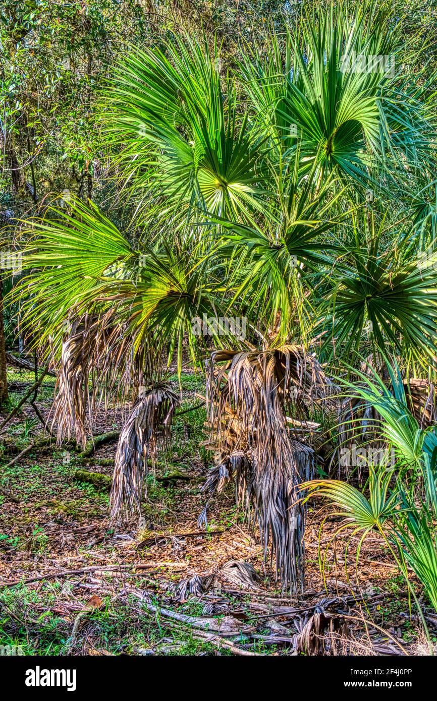 A swamp buggy ecotour passes a palmetto palm in a hammock in the ...