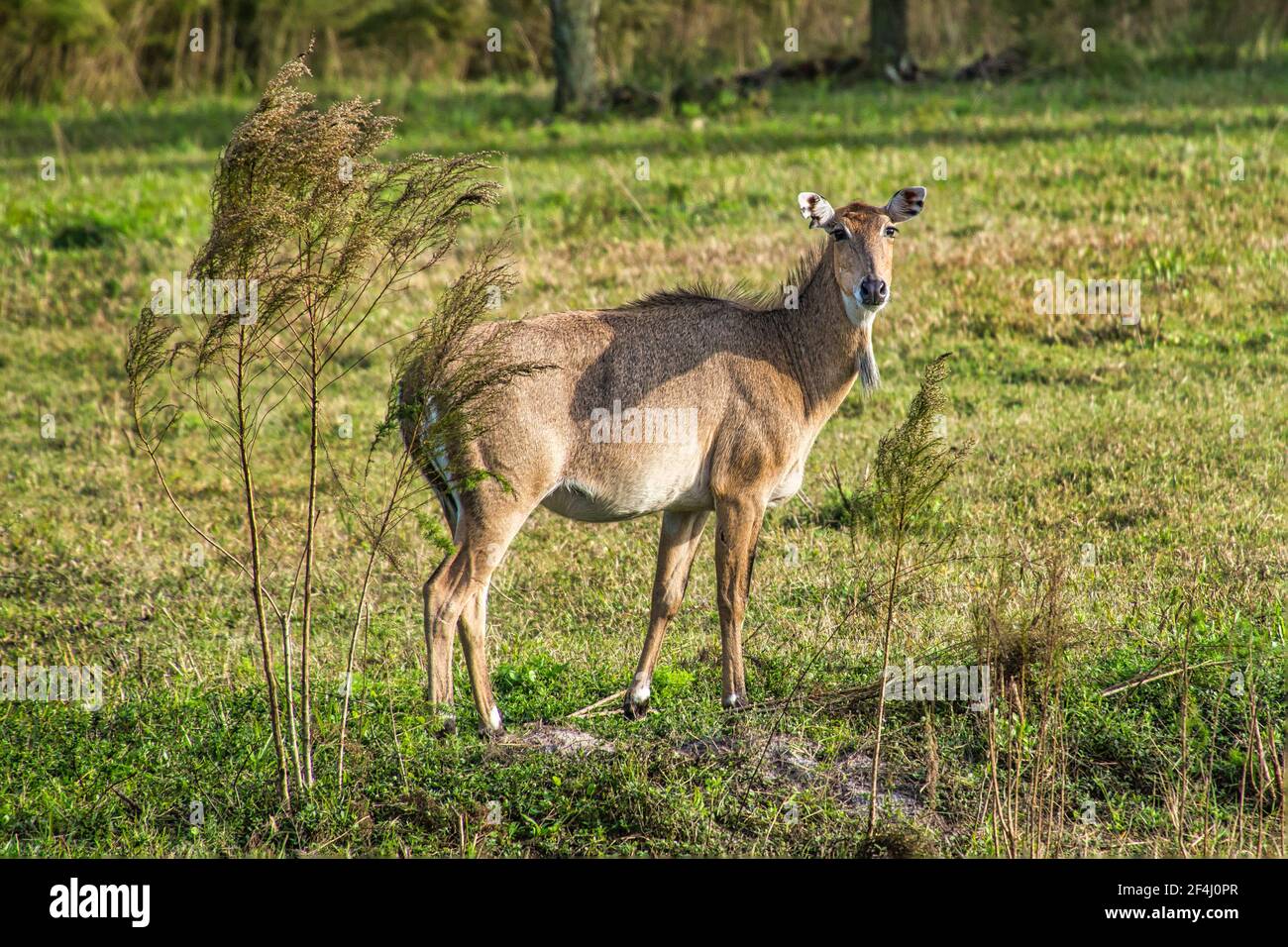 A swamp buggy ecotour passes a red deer in the Seminole Tribe of ...