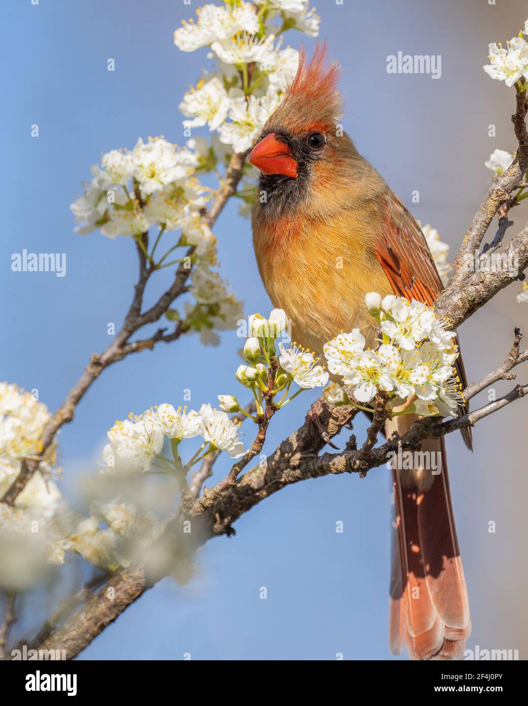 Female Northern Cardinal in Plum Tree Stock Photo - Alamy