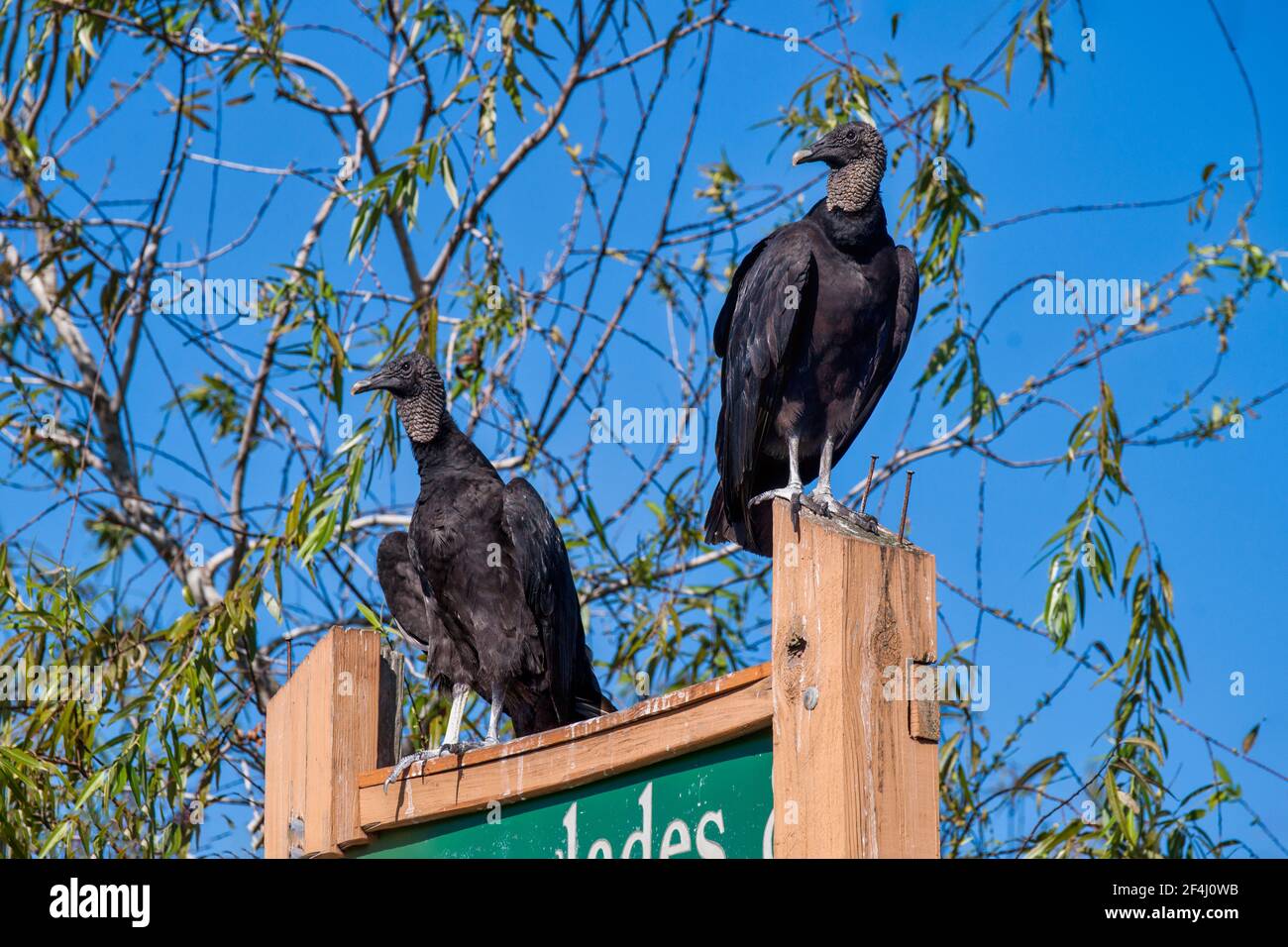 Vulture highway hi-res stock photography and images - Alamy