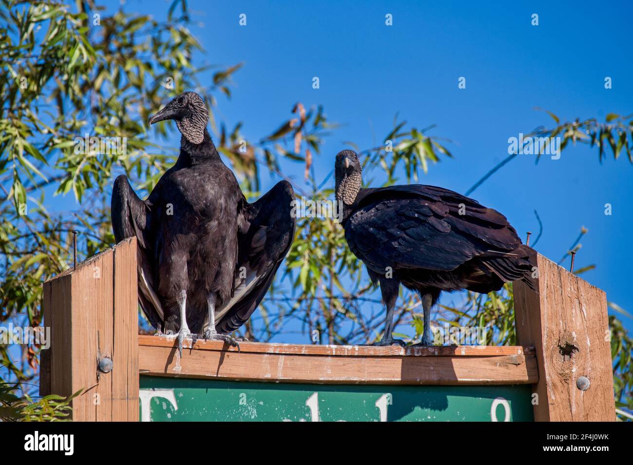 Alligator alley highway hi-res stock photography and images - Alamy