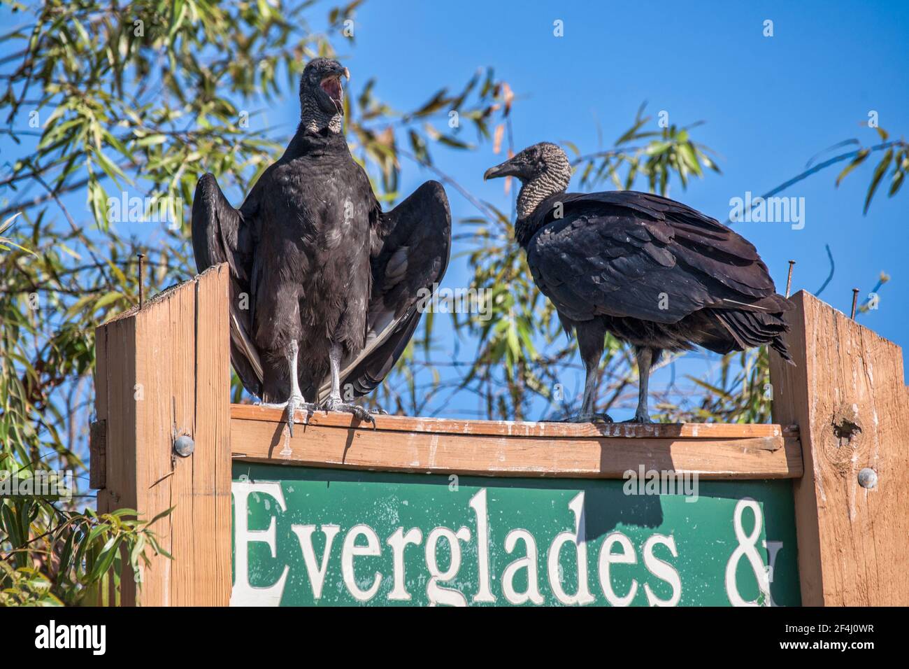 Vulture highway hi-res stock photography and images - Alamy