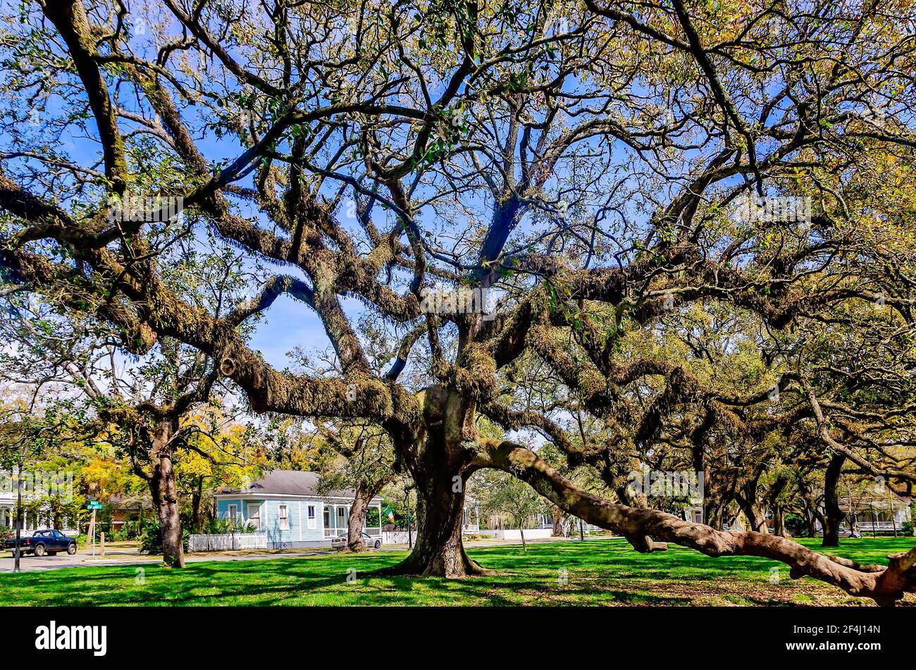 A live oak tree stretches across a sidewalk at Washington Square, March ...