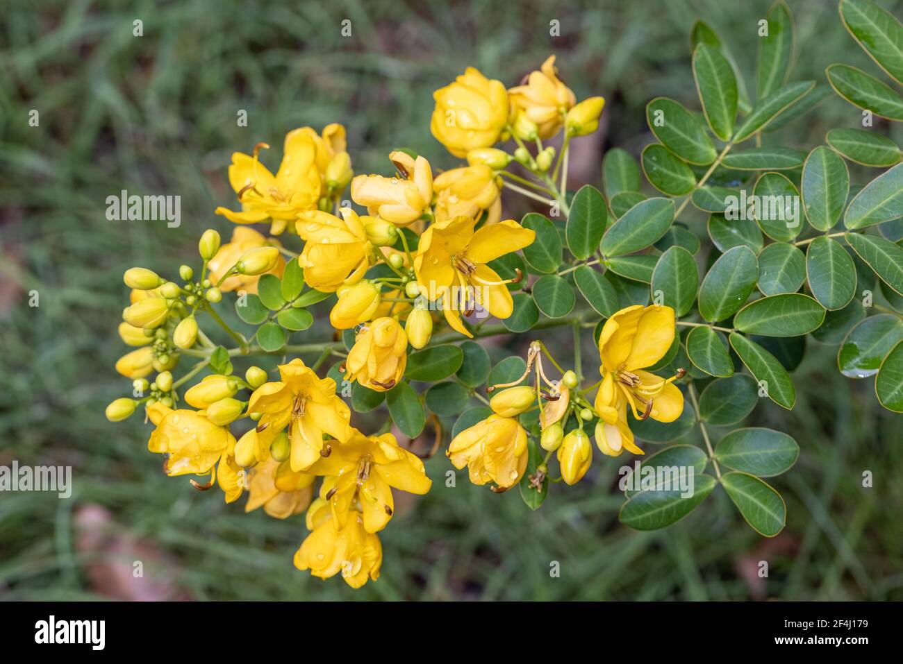 Australian invasive flower hi-res stock photography and images - Alamy