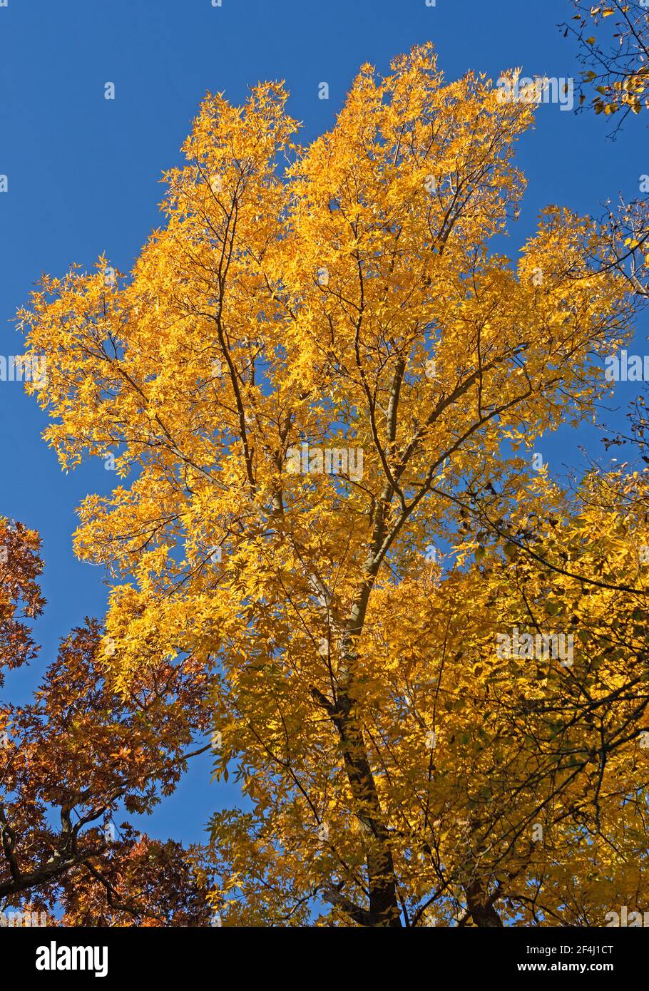 Yellow Tree in the Fall in Wyalusing State Park in Wisconsin Stock ...