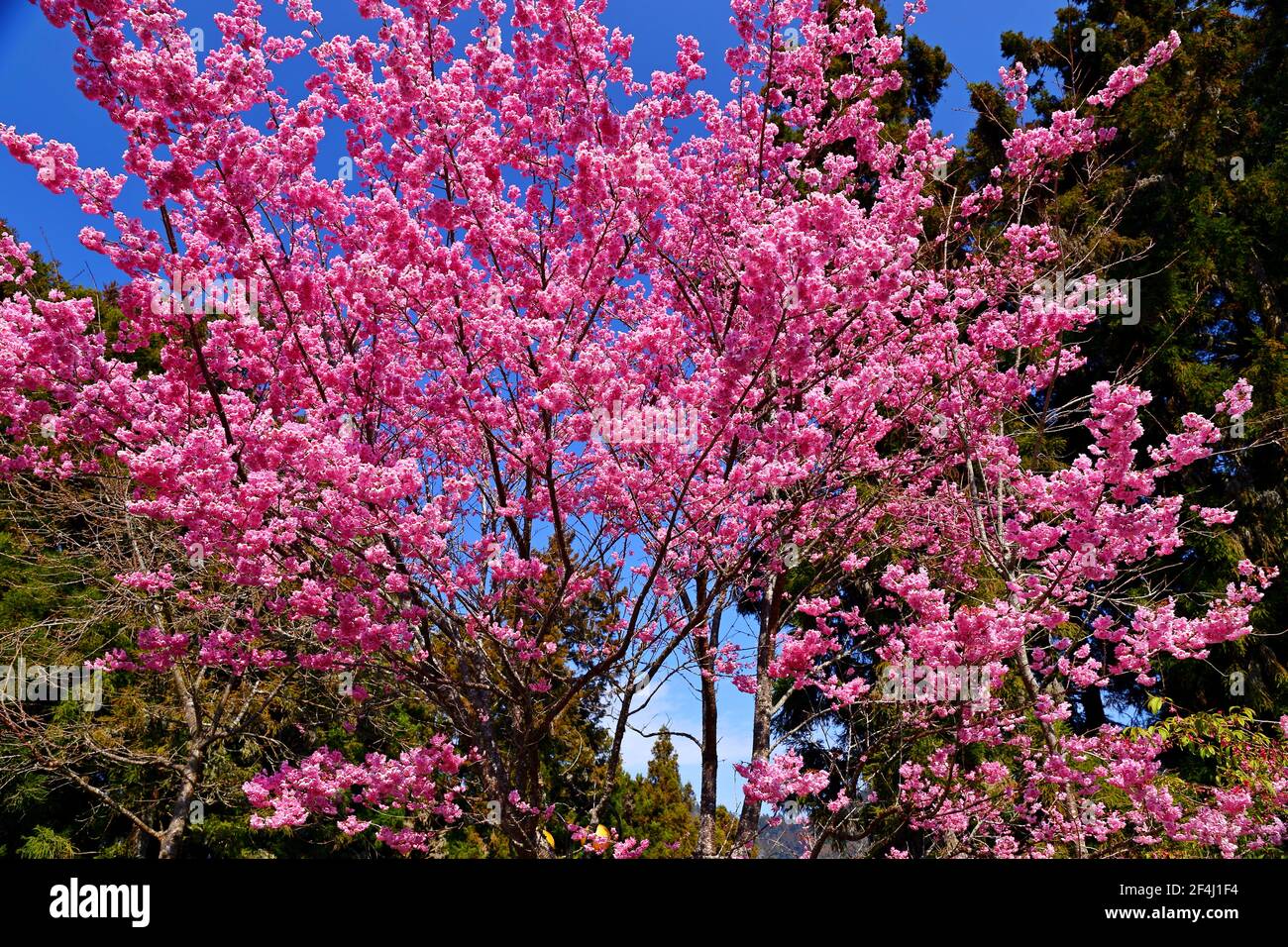 Beautiful Cherry Blossom in Alishan National Forest Recreation Area ...