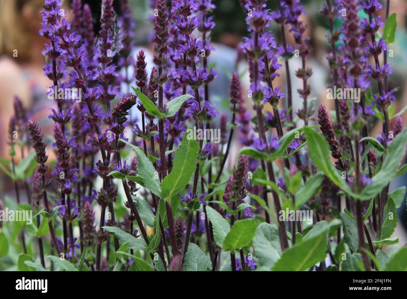 Purpley blue tubular flowers hi-res stock photography and images - Alamy