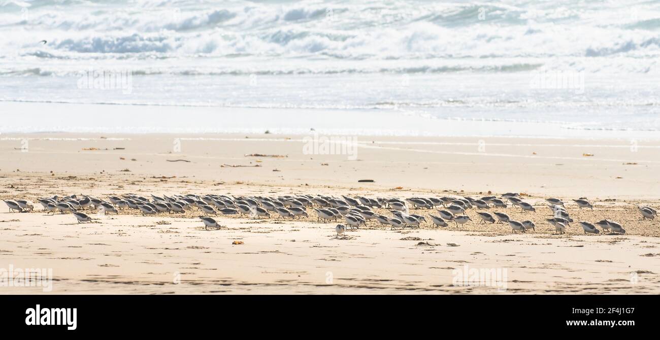 Flock of plover birds on the beach, panoramic view. Little birds ( the ...
