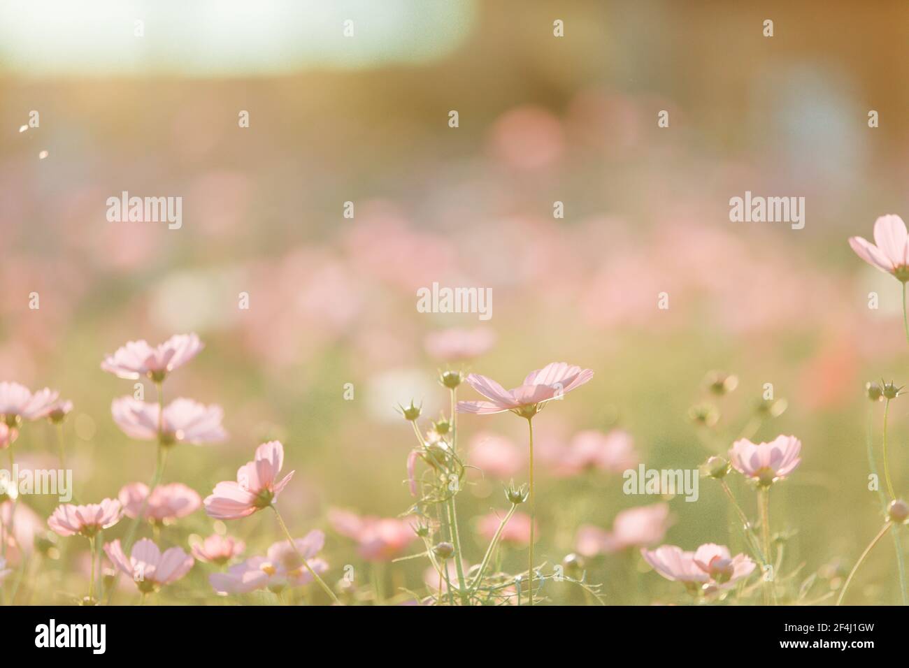 Beautiful pink cosmos flower blooming hi-res stock photography and images - Alamy