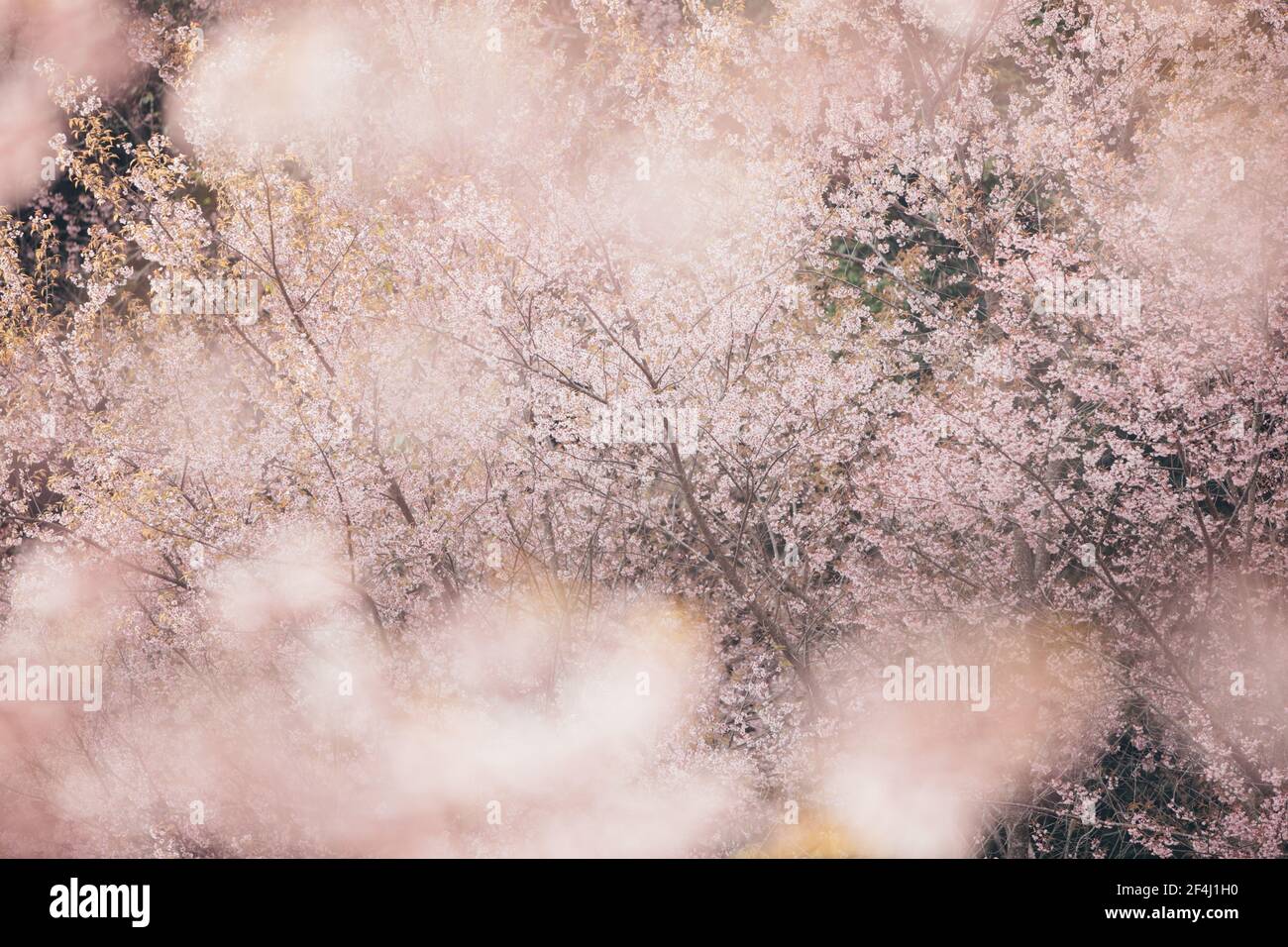 Cherry blossom flowers , sakura flowers in pink background vintage ...