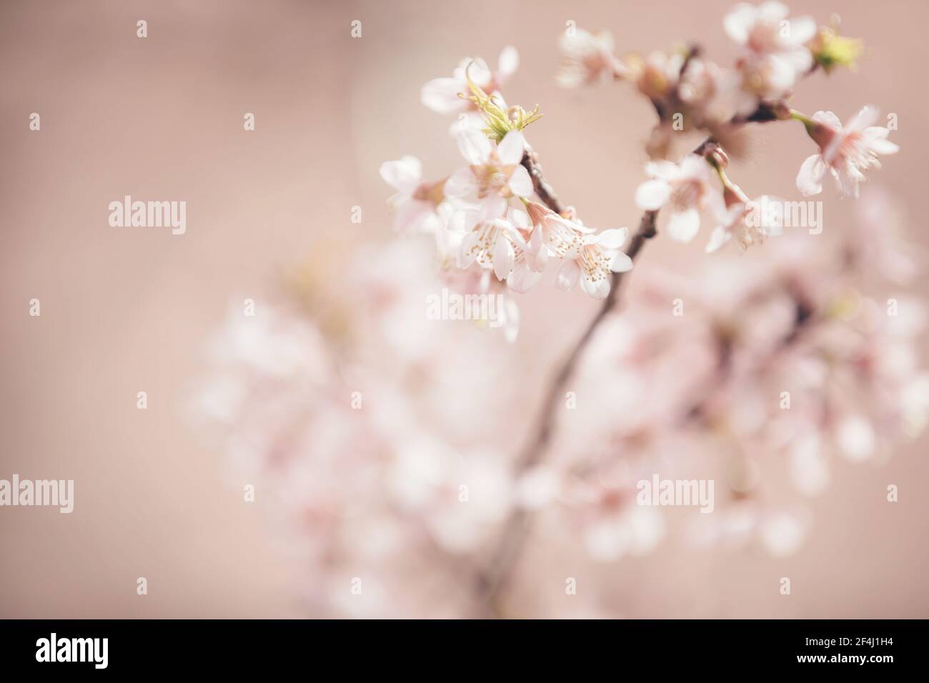 Cherry blossom flowers , sakura flowers in pink background vintage ...