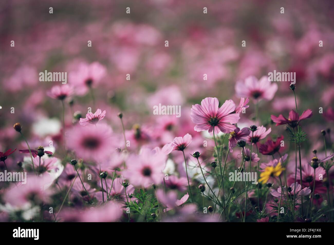 Cosmos flowers background in vintage style Stock Photo - Alamy