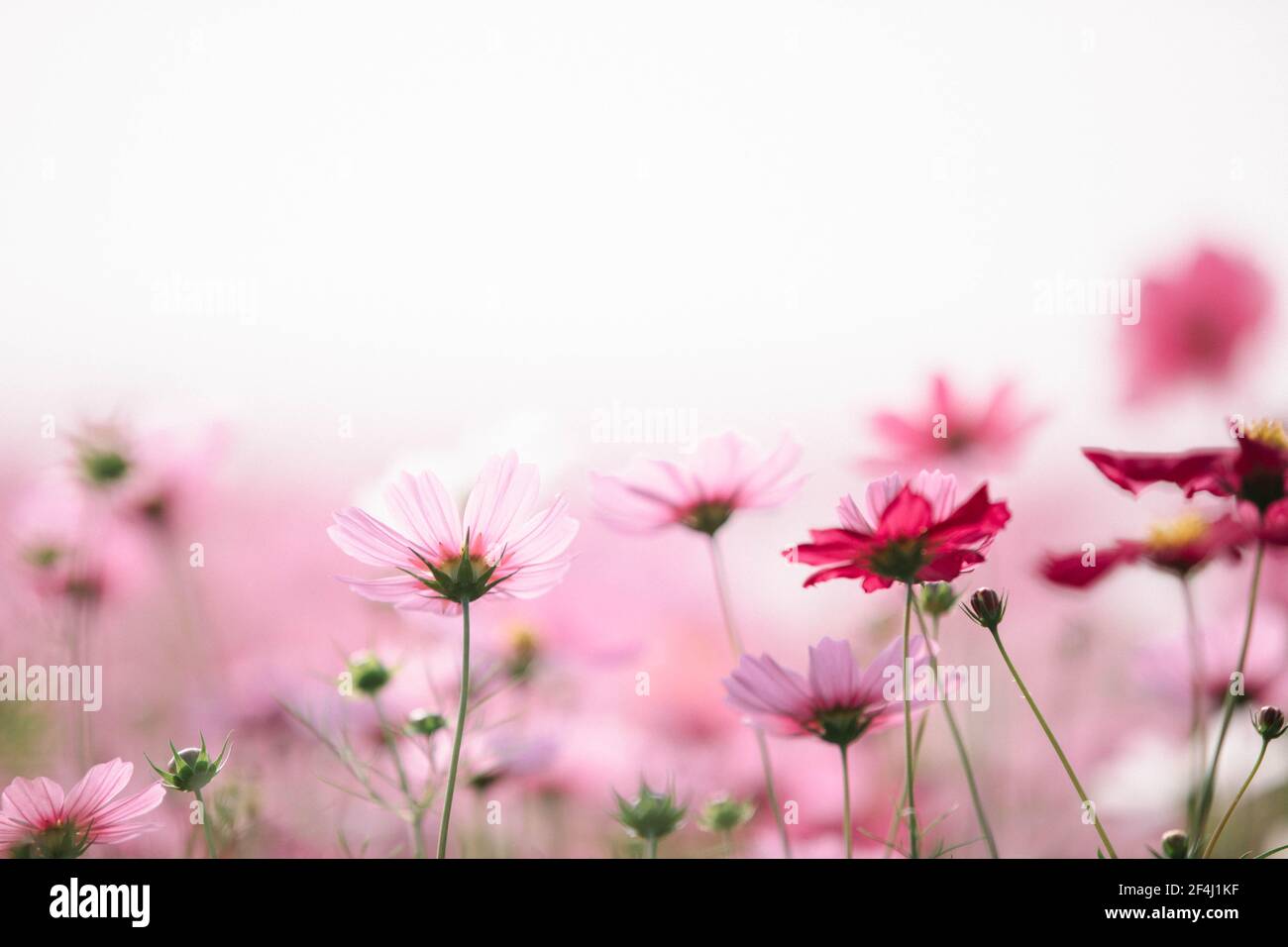 Cosmos flowers background in vintage style Stock Photo - Alamy