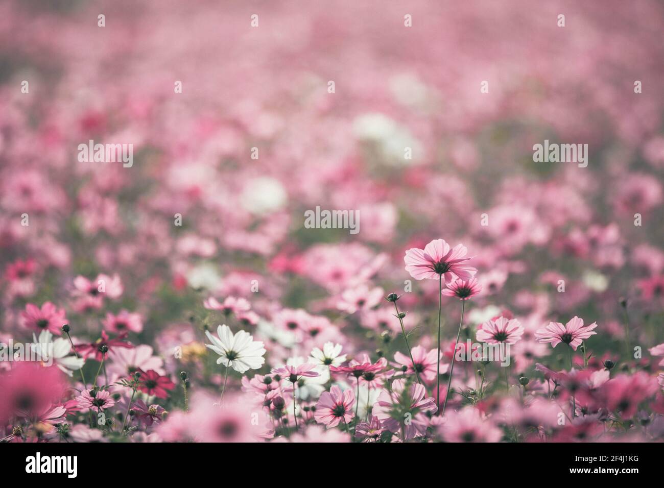 Cosmos flowers background in vintage style Stock Photo - Alamy