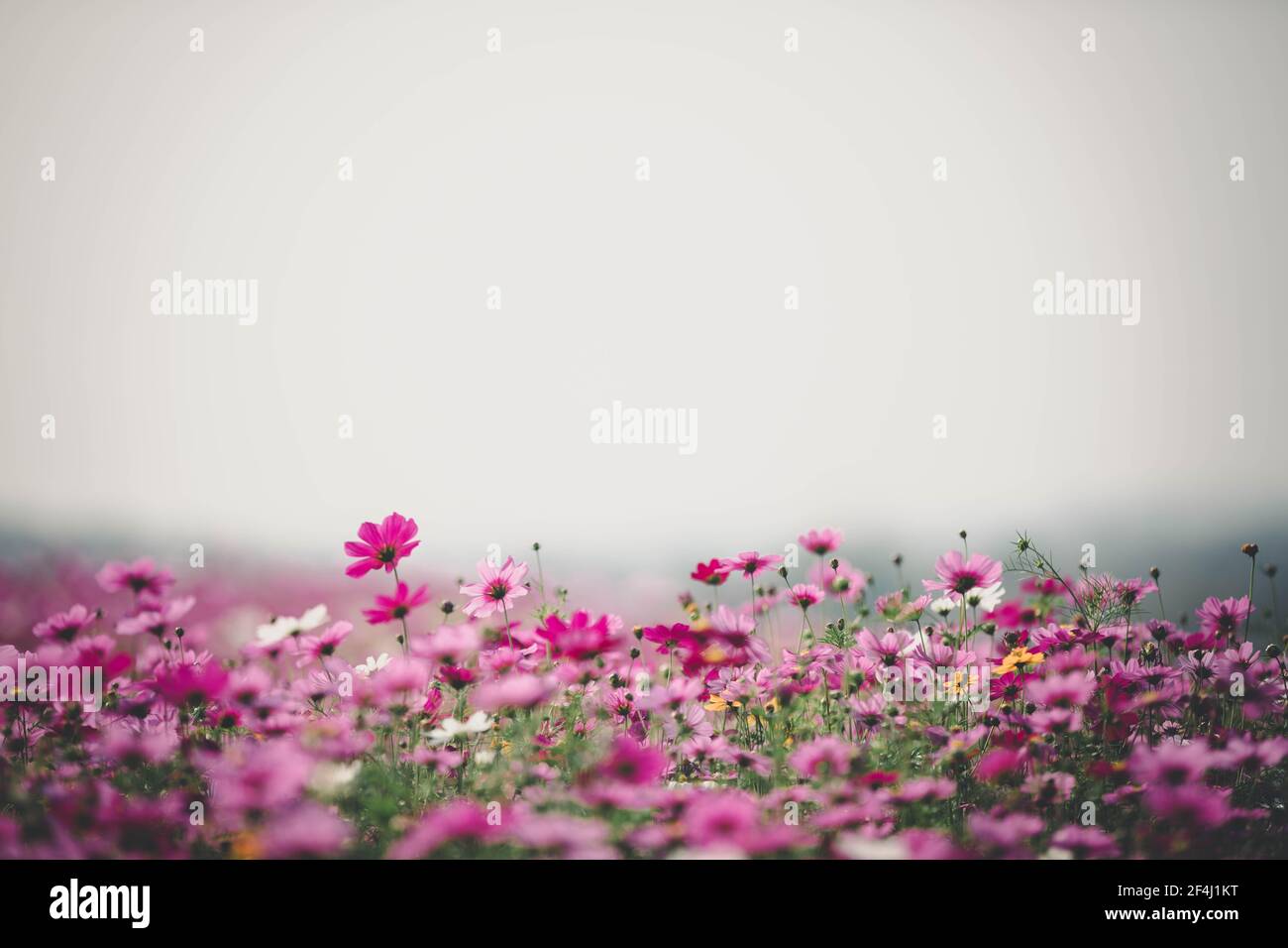 Cosmos flowers background in vintage style Stock Photo - Alamy