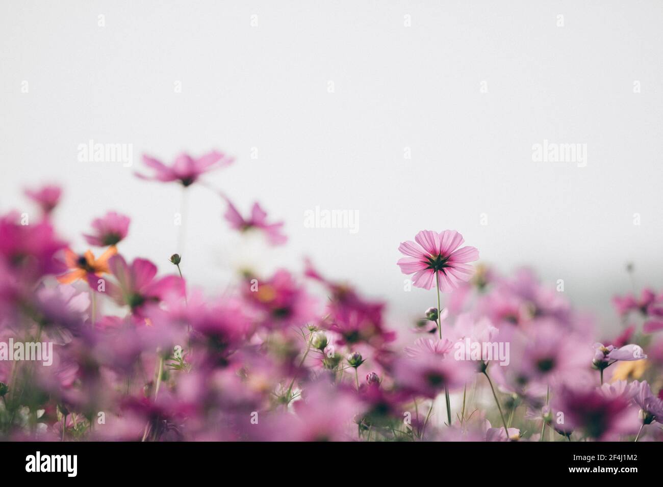 Cosmos flowers background in vintage style Stock Photo - Alamy