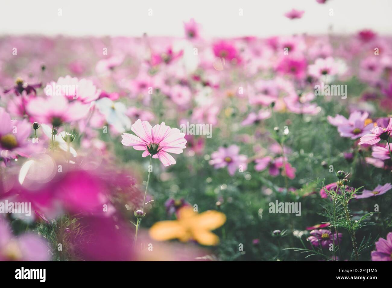 Cosmos flowers background in vintage style Stock Photo - Alamy