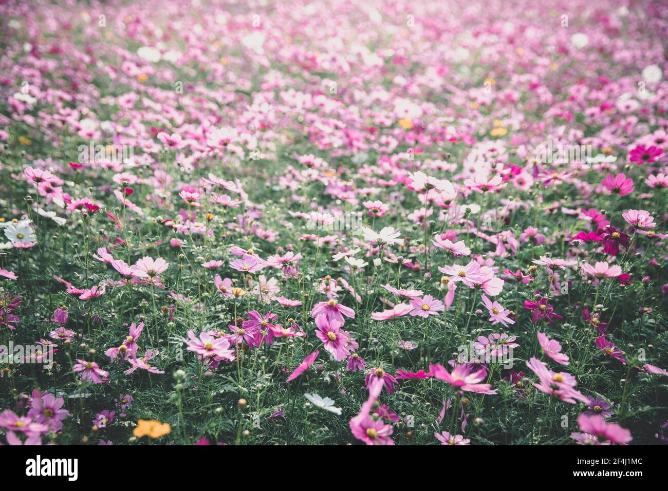 Cosmos flowers background in vintage style Stock Photo - Alamy