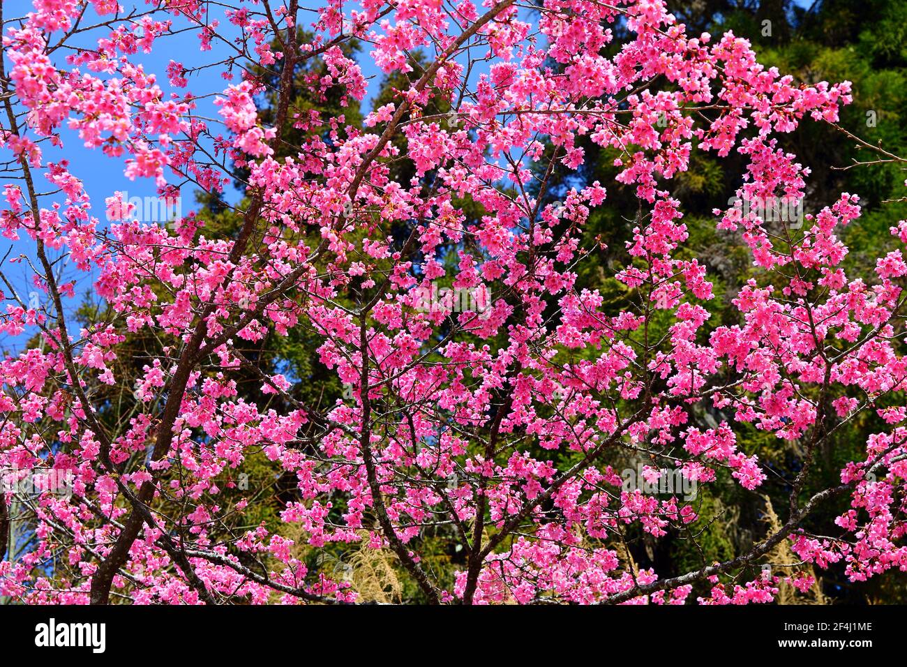 Beautiful Cherry Blossom in Alishan National Forest Recreation Area ...