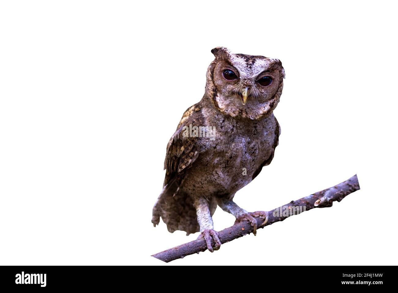 Collared scops owl otus lettia hi-res stock photography and images - Alamy