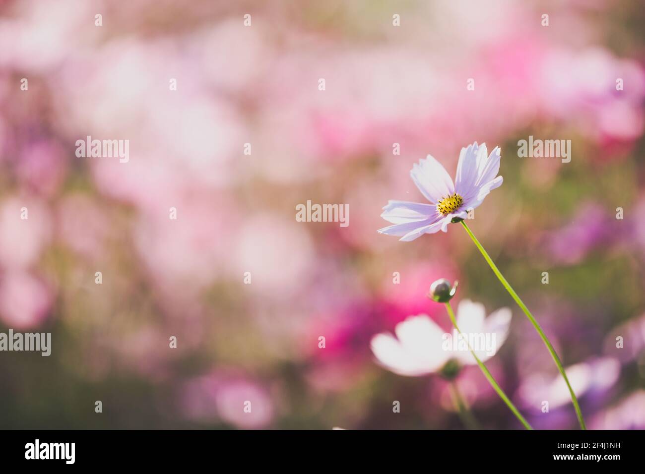 Beautiful cosmos flower sunrise hi-res stock photography and images - Alamy