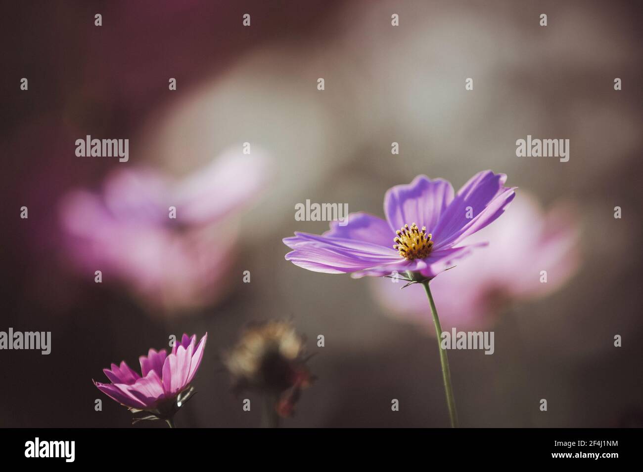 Beautiful cosmos flower sunrise hi-res stock photography and images - Alamy