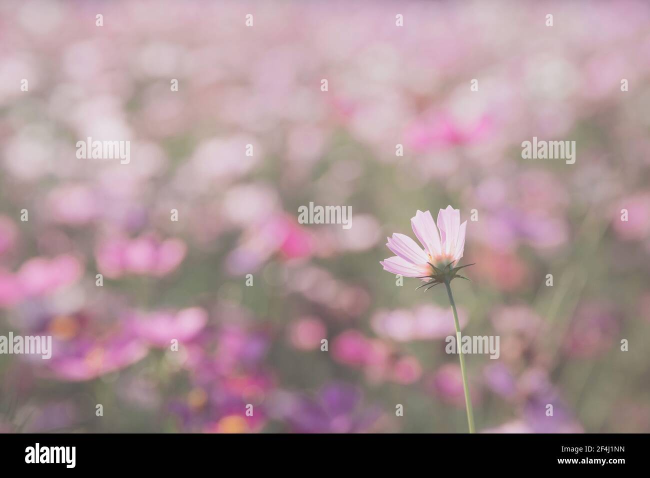 Beautiful cosmos flower sunrise hi-res stock photography and images - Alamy