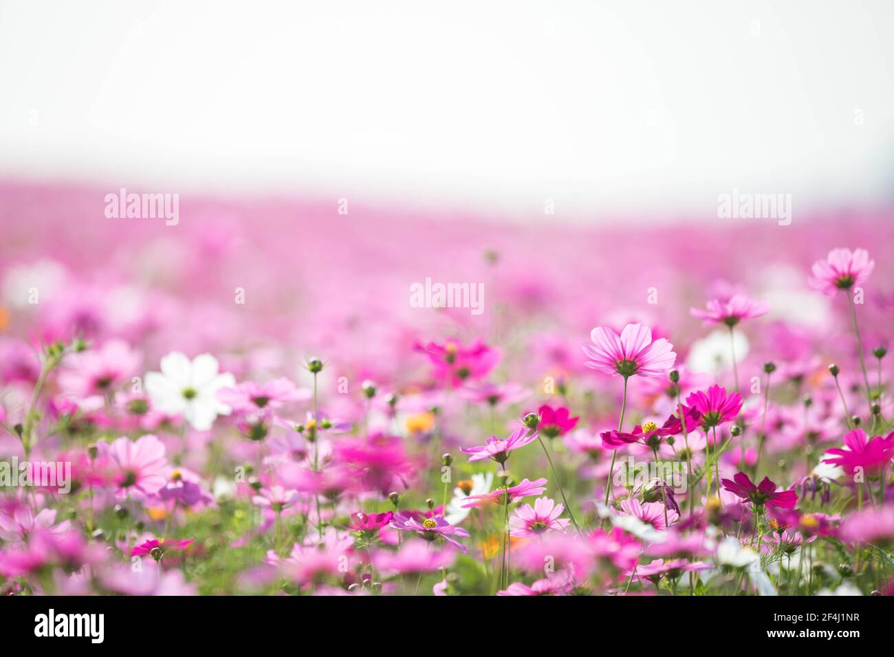 Cosmos flowers background in vintage style Stock Photo - Alamy