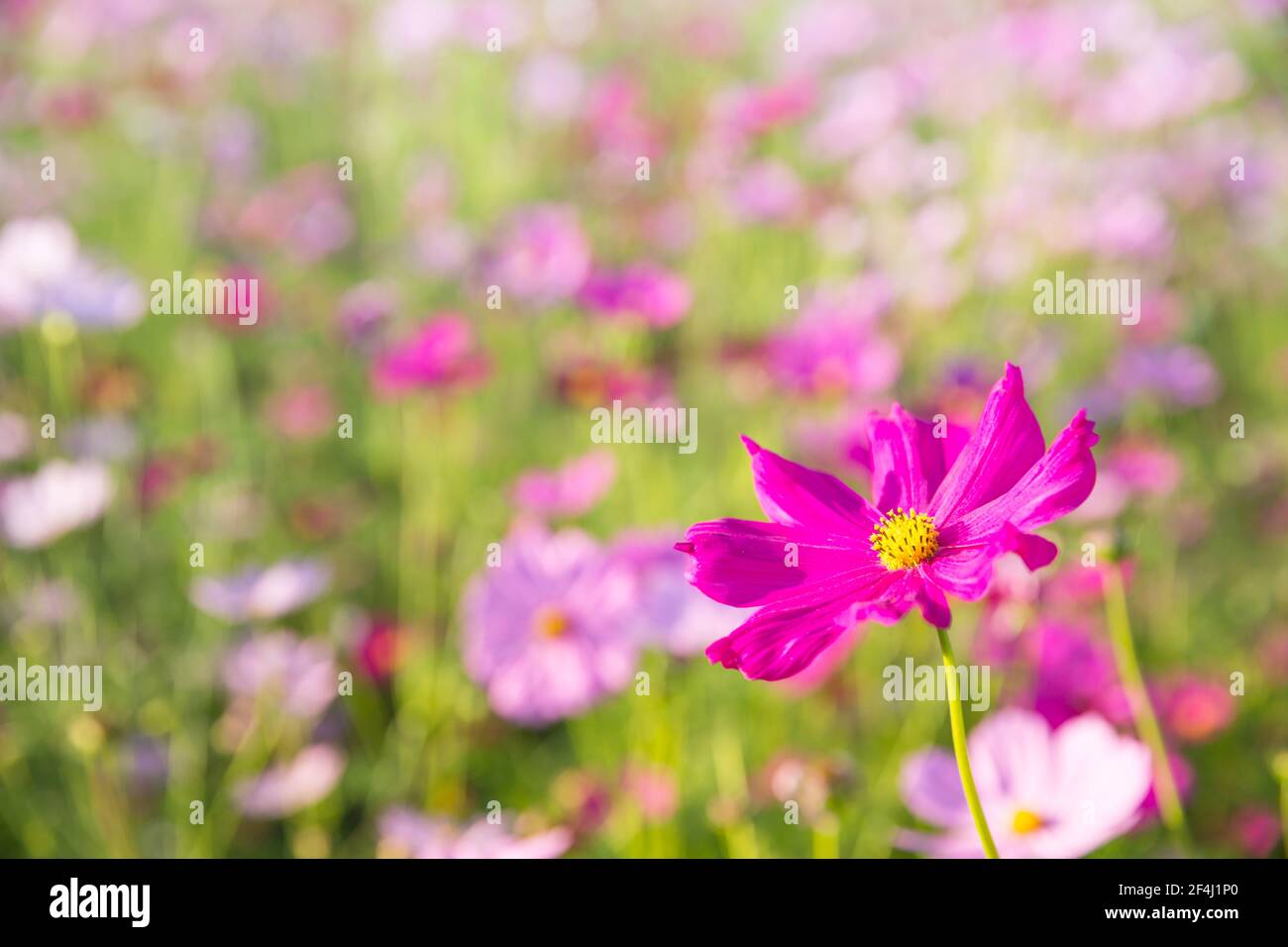 Beautiful cosmos flower sunrise hi-res stock photography and images - Alamy