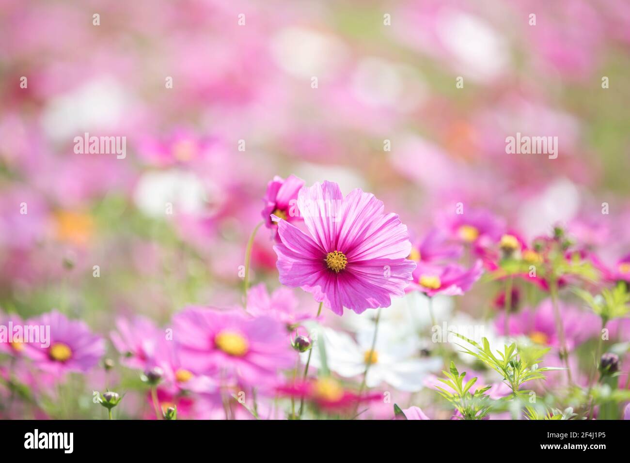 Cosmos flowers background in vintage style Stock Photo - Alamy
