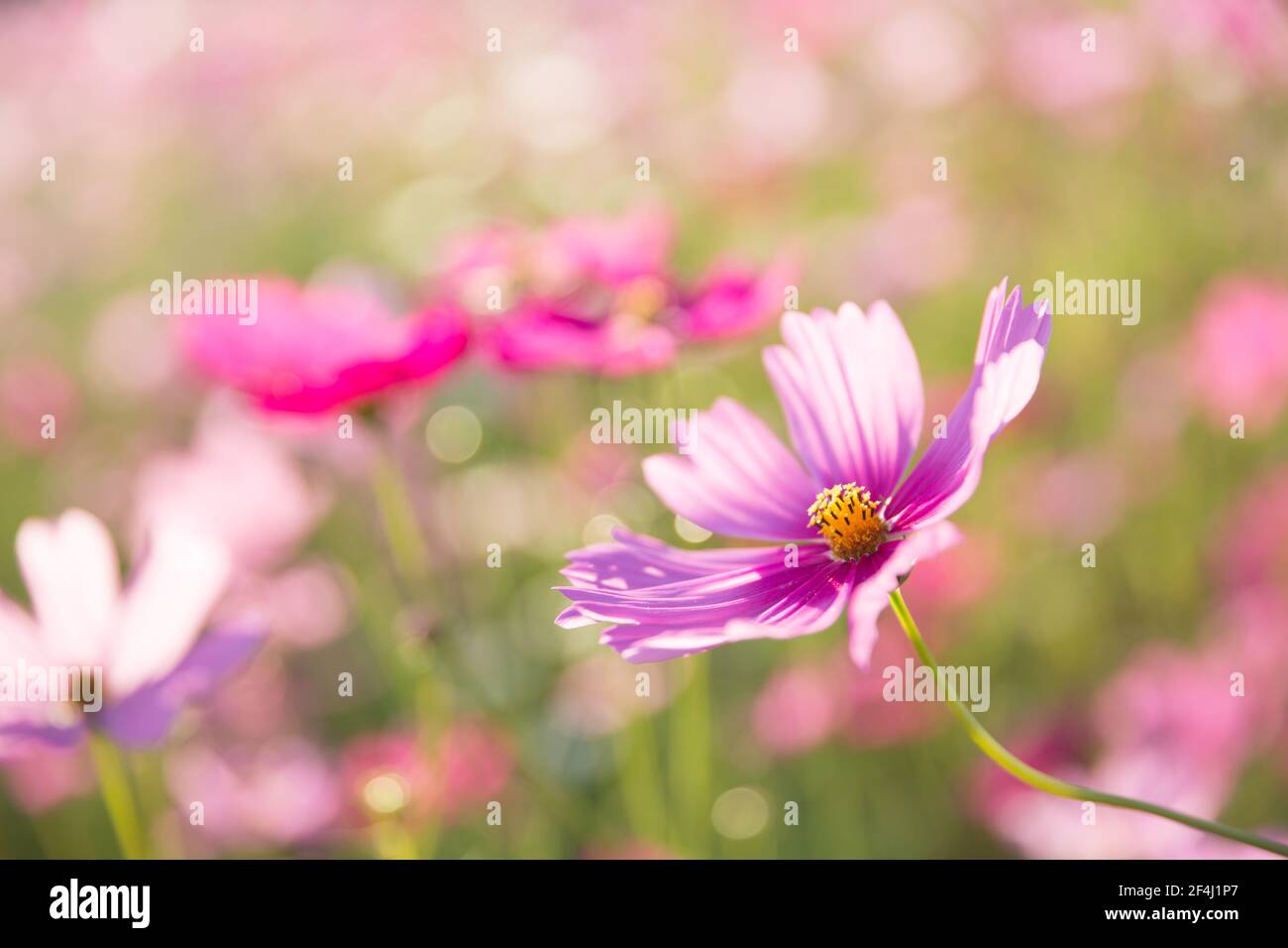Beautiful cosmos flower sunrise hi-res stock photography and images - Alamy